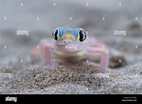 A Namib Sand Gecko Or Gecko Palmato Small Colorful Lizard In The