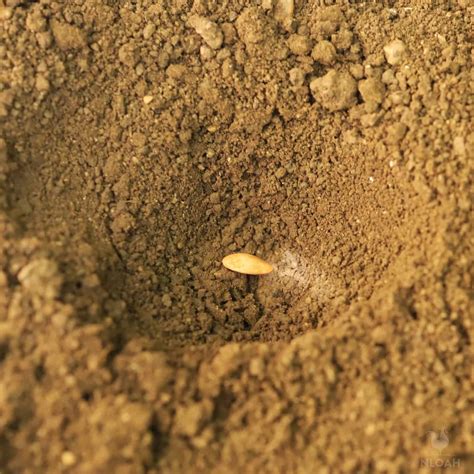 How Many Cucumber Seeds Per Hole Should You Put