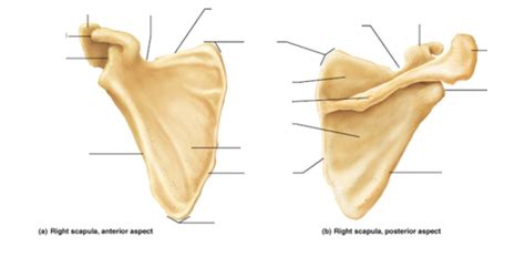 Scapula Landmarks Diagram Quizlet