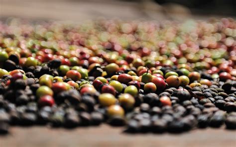 How Can Controlled Fermentation Processing Methods Enhance Coffee Flavour And Quality