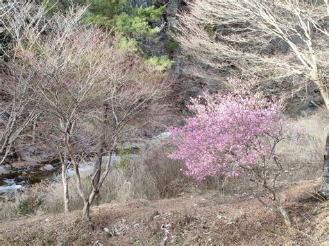 トウゴクミツバツツジが咲き始めました 昇仙峡のいろいろなこと