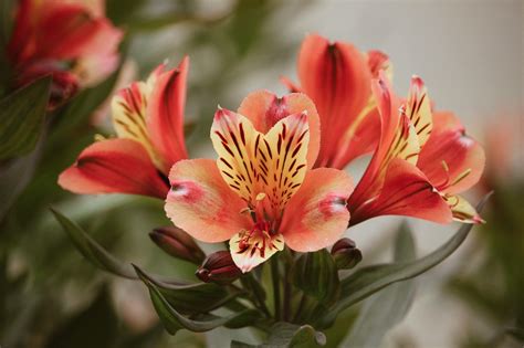 Lelie Bloemen Planten Gratis Foto Op Pixabay Pixabay