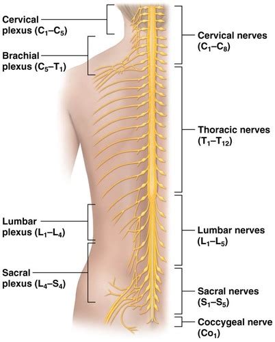 Nerve Plexus Model Flashcards Quizlet