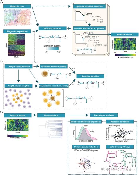 10x单细胞（10x空间转录组）数据分析之代谢推断篇 知乎