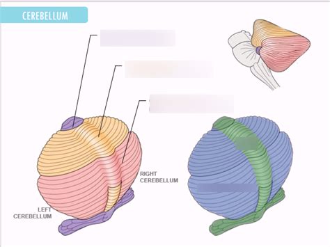 Diagram Of Cerebellum Structure Quizlet