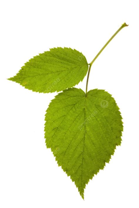 Raspberry Leaf Photo Background And Picture For Free Download Pngtree