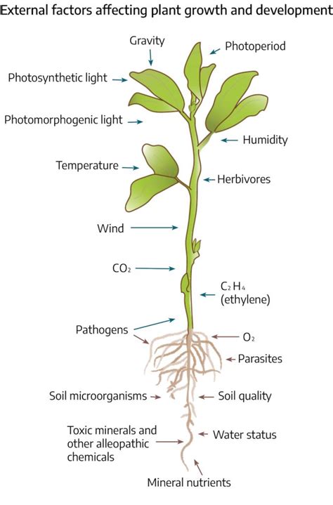 5 Abiotic Stress Effects On Plant Growth And Development Biology