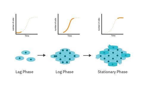 Cell Proliferation Axion Biosystems