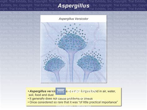 Aspergillus