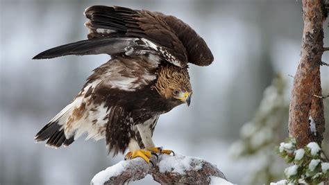 560833 1920x1080 Eagle Bald Eagle Birds Simple Background Sketches
