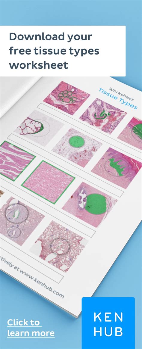 Need Help Identifying Tissues Try Our Tissue Quizzes Nurse Study Notes Histology Slides
