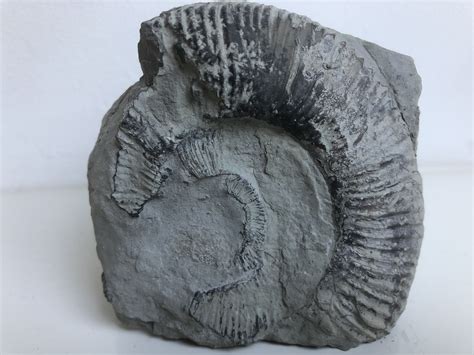 How To Clean Fossil Preparation The Fossil Forum