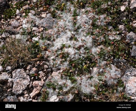 The Dwarf Willow Or Least Willow Salix Herbacea An Arctic Alpine