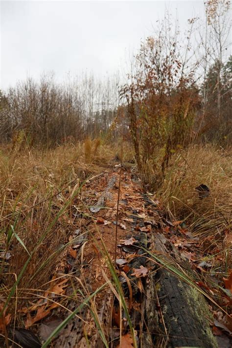Fallen Tree Trunk Covered With Dry Leaves In Autumn Forest Ground And Covered Stock Image