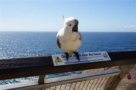 더러운 앵무새에 자리 잡고 에 이 울타리 기호 위에 등반 하지 않습니다 불확실성에 대한 스톡 사진 및 기타 이미지 불확실성 0명 Watsons Bay Istock