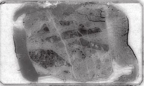 Thin Section Of Brecciated Apex Chert From The Putative Microfossil Download Scientific Diagram