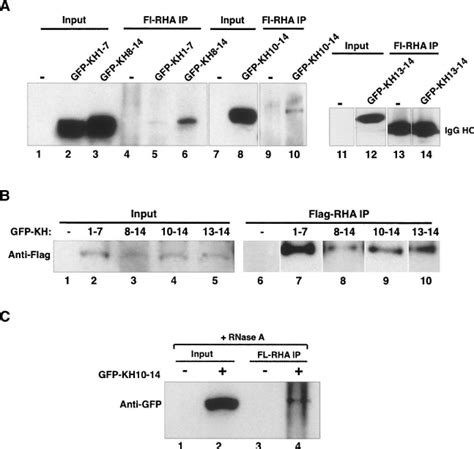 Mapping The Rha Binding Domain Of Vigilin A Rha Binds To The Download Scientific Diagram