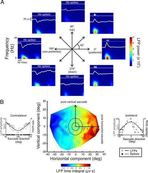 Spatial Relationship Of Sbn Lfp Responses A Spiking Activity And Download Scientific Diagram