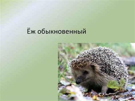 Ёж обыкновенный - презентация онлайн