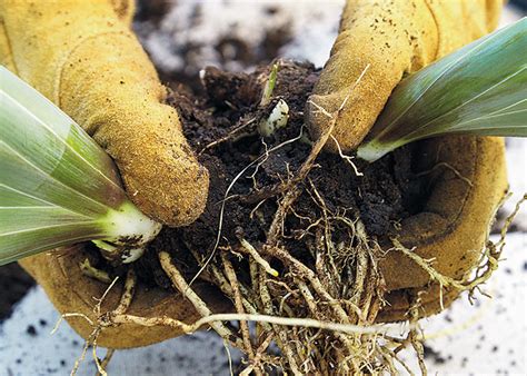 Bearded Iris Growing Guide Garden Gate