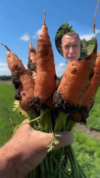 Купить морковь молодую Абака Крым оптом 79789777788 Олег Youtube