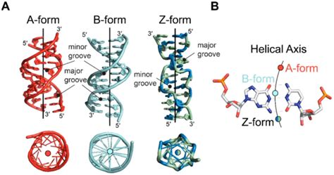 Different Between DNA A Form DNA B Form DNA Z Form Biology Notes Online