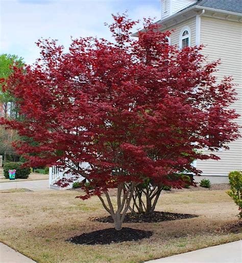 Emperor I Japanese Maple Tree Red Japanese Maple Tree