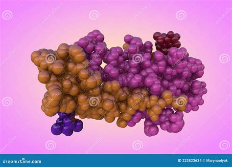 Molecular Structure Of Human Chorionic Gonadotropin A Hormone Produced By Placenta During