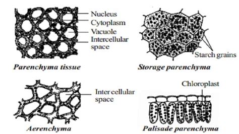 Difference Between Meristematic And Permanent Tissue CBSE Class Notes