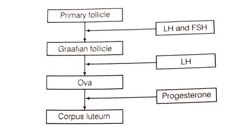 Menstrual Cycle Flow Chart