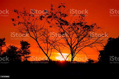 트리 분기 실루엣 석양 하늘에 자연에 아름 다운 풍경 이미지 복사본과 공간에 대 한 텍스트를 추가 가을에 대한 스톡 사진 및 기타 이미지 Istock