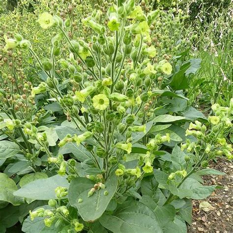 Buy Wild Tobacco Seeds Rarexoticseeds