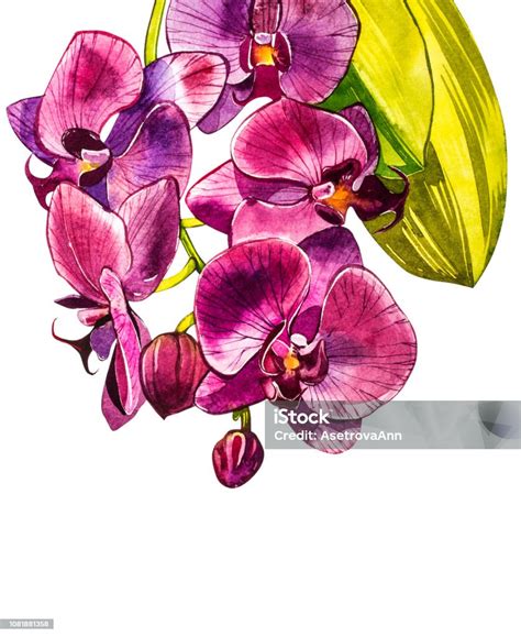 수채화 난초 분기 손으로 그린 꽃 그림을 흰색 배경에 고립 식물 수채화 그림 식물 그림 손으로 그리는 0명에 대한 스톡 벡터 아트 및 기타 이미지 Istock