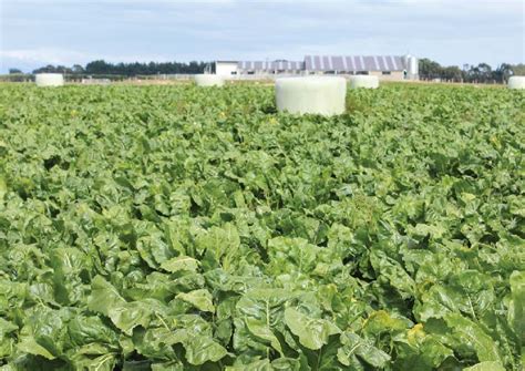 Nitrogen Leaching Much Less With Fodder Beet Nz Dairy Exporter