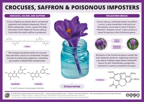 Crocus Chemistry Saffron Colours And Poisonous Imposters Compound