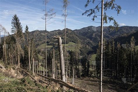 风暴对森林的破坏