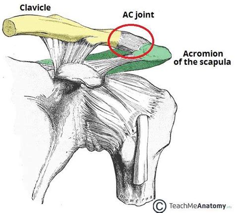 Pictures Of Acromioclavicular Jointhealthiack