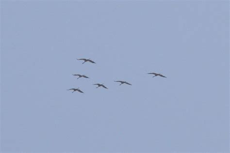 Automatic Formation Flight Tu Berlin