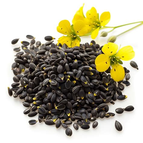 Oil Seeds Bulk Supplier Edible Oil Seeds For Sale