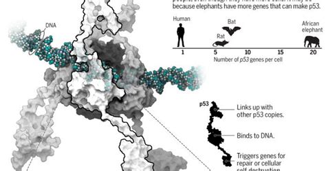 News In Proteomics Research Cool Summary Of P53 Structurefunction