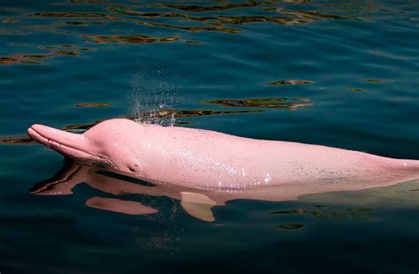El Delfín Rosado Del Amazonas Avistamiento En Pacaya Samiria