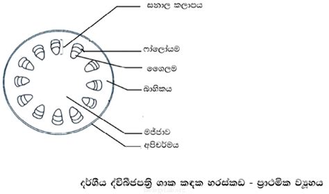 කඳෙහි හා මුලෙහි ප්‍රාථමික ව්‍යුහ Biology Lab