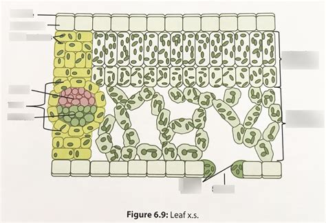 Leaf Diagram Quizlet