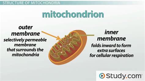 Mitochondria Structure Cristae Matrix And Inner And Outer Membrane Video And Lesson Transcript
