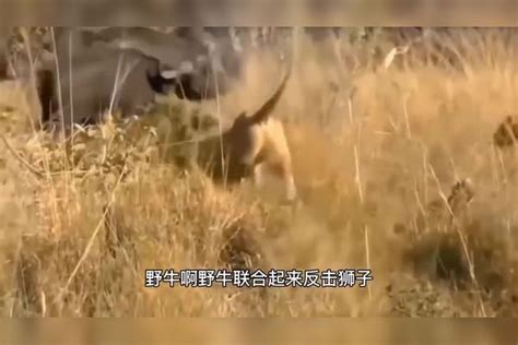 疯狂的水牛群围堵狮子，狮子受到强烈的顶撞，野牛角的刺伤力太强狮子围堵野牛