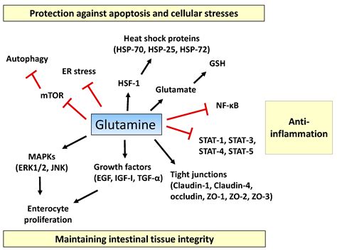 L Glutamine And Digestion At Ben Birtwistle Blog