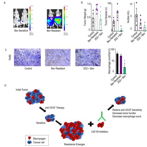 Additional Csf1r Inhibitors Have Anti Tumor Effects The Adaptive Download Scientific Diagram