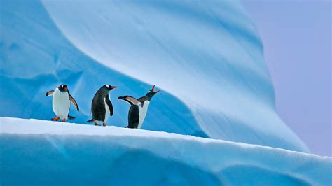 Pinguini Gentoo In Antartide Bing Gallery