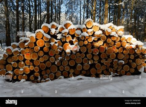Stacked Felled Trees In The Forest Cross Section Of Tree Trunks Wood Background Logging Stacked Felled Trees In The Forest Cross Section Of Tree Trunks Wood Background Logging