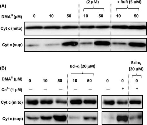 Release Of Cytochrome C From Isolated Rat Liver Mitochondria By